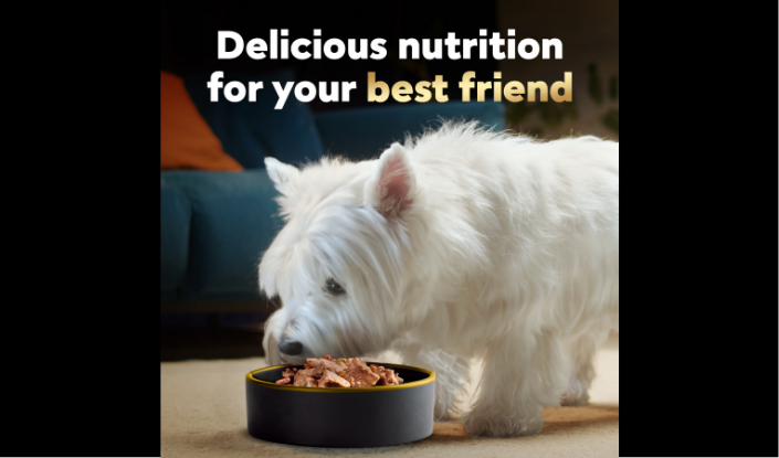 How To Take Care of a Small Dog: Caring for Smaller Breeds